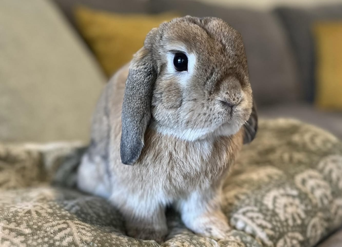 Holland Lop Rabbits for Adoption in Maryland, Virginia & DC | Annie's ...